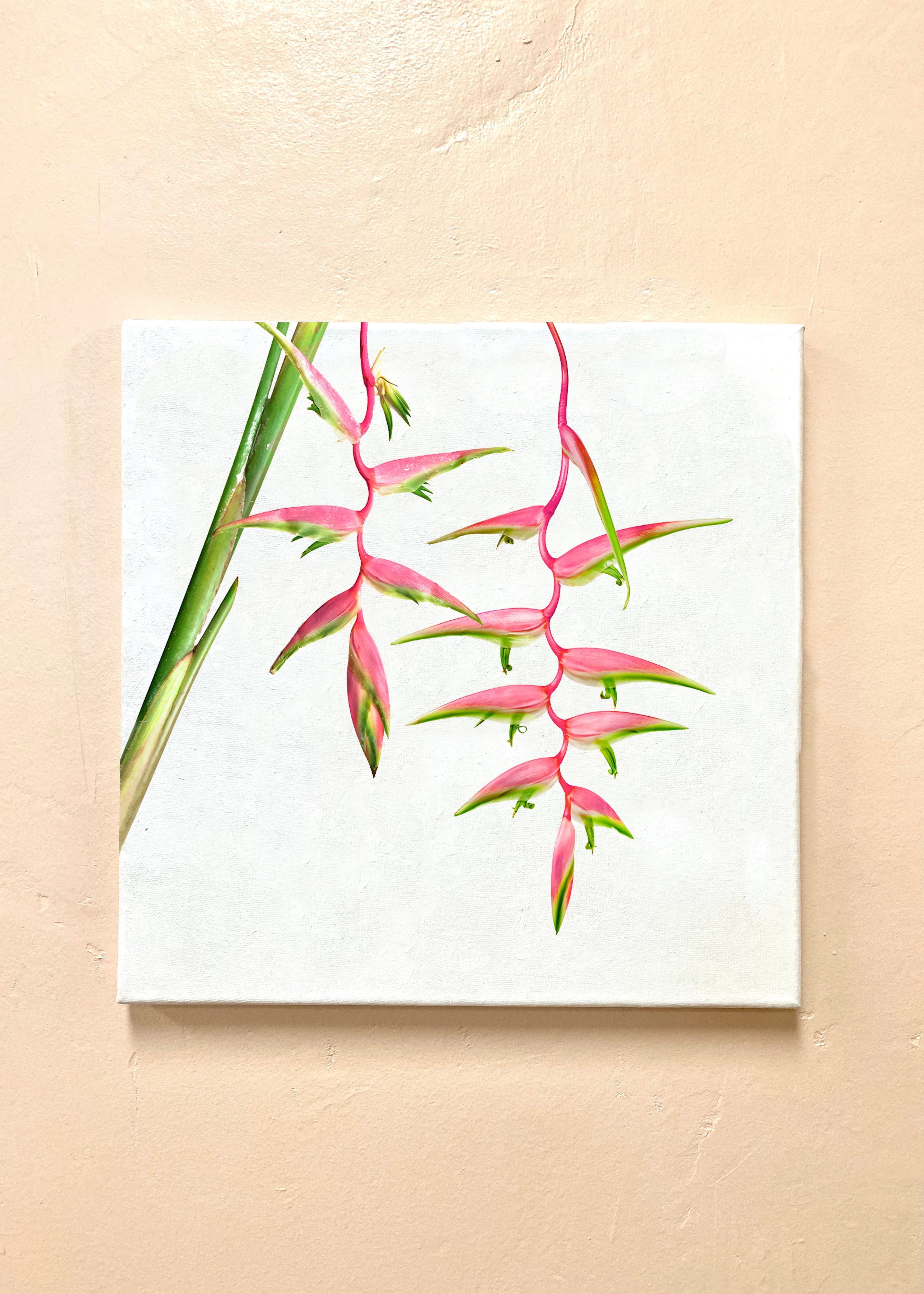 Pua Paint Kit - Heliconia – Hale Pua